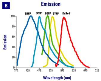 Carnegie Cell Imaging